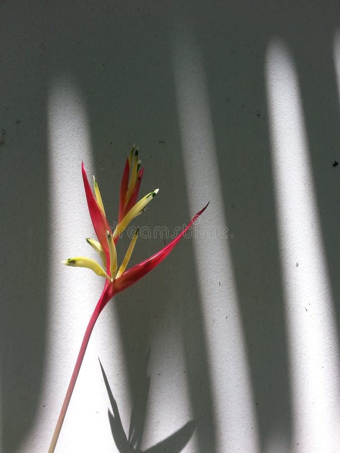 Flower stock photo. Image of flower, yellow, shadow, fresh - 57606094