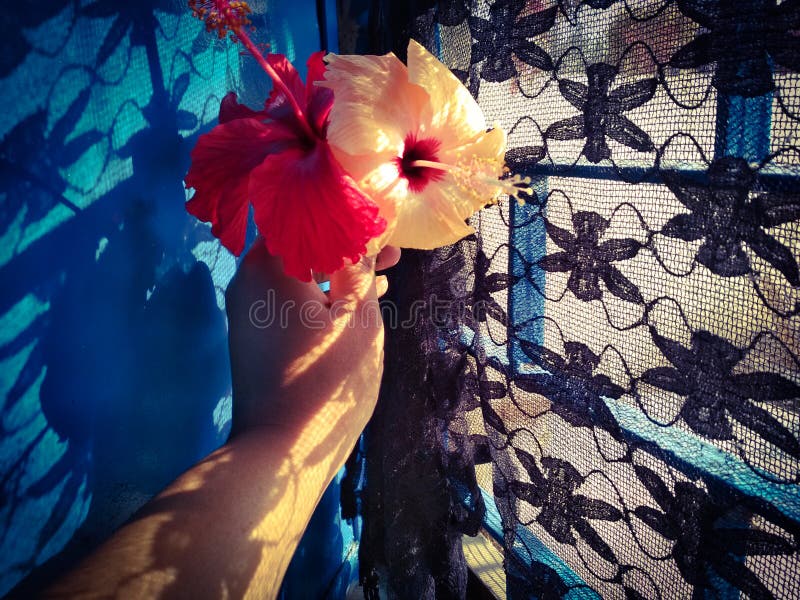 Flower and shadow stock image. Image of human, light - 114470631