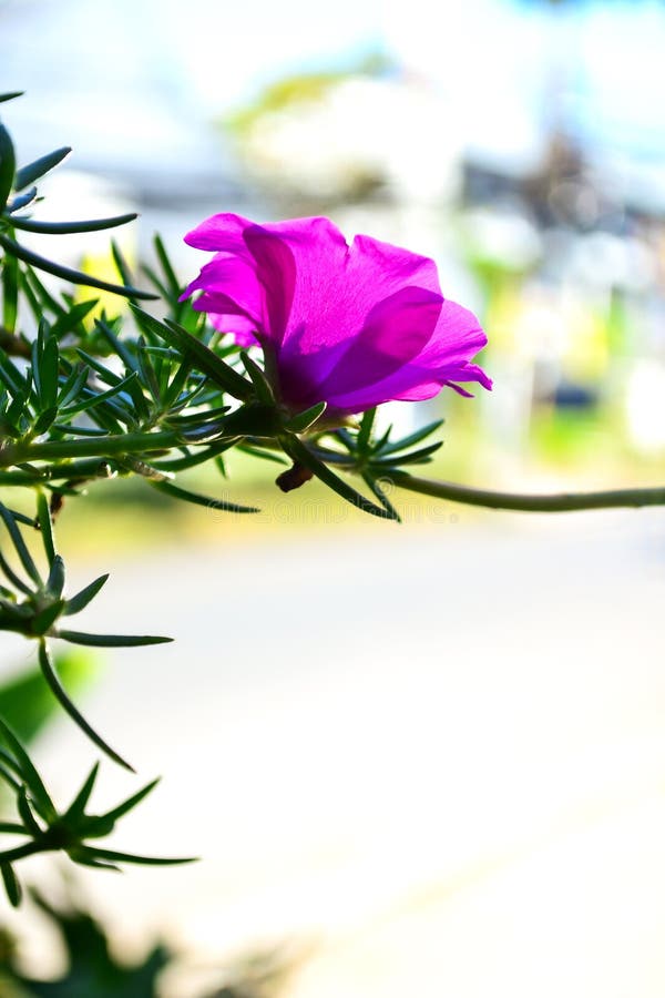 Flower stock image. Image of clean, element, pink, bright - 49680529