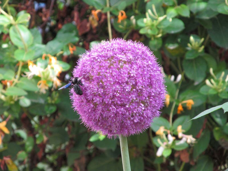 A Flower Garden Is In The Shape Of A Circle