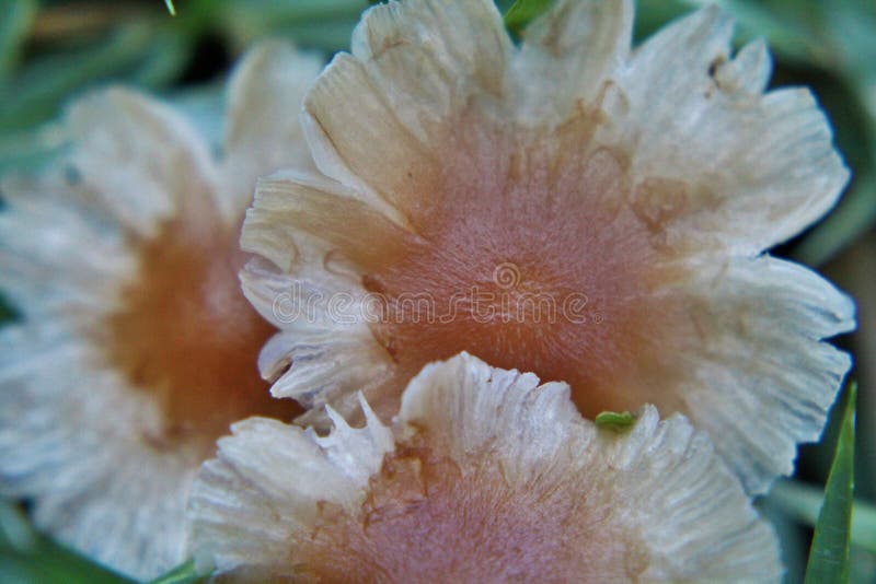 Flower shaped Mushroom stock image. Image of garden, grass - 97992117