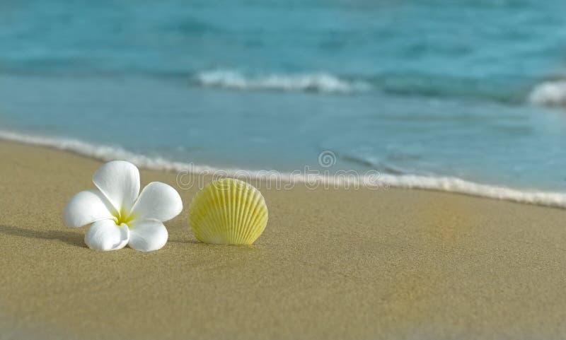 Flower and Shell on the Beach Stock Photo - Image of relaxation, ocean ...