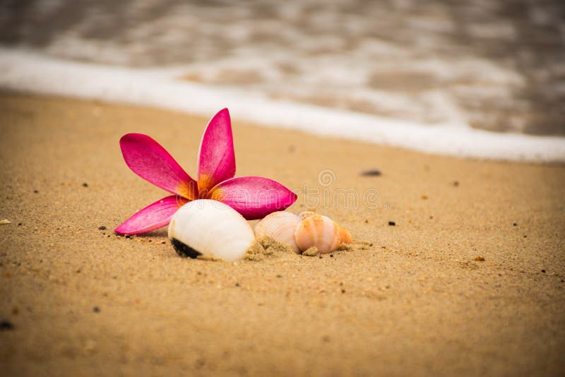 Flower and Shell on the Beach Stock Photo - Image of relaxation, ocean ...