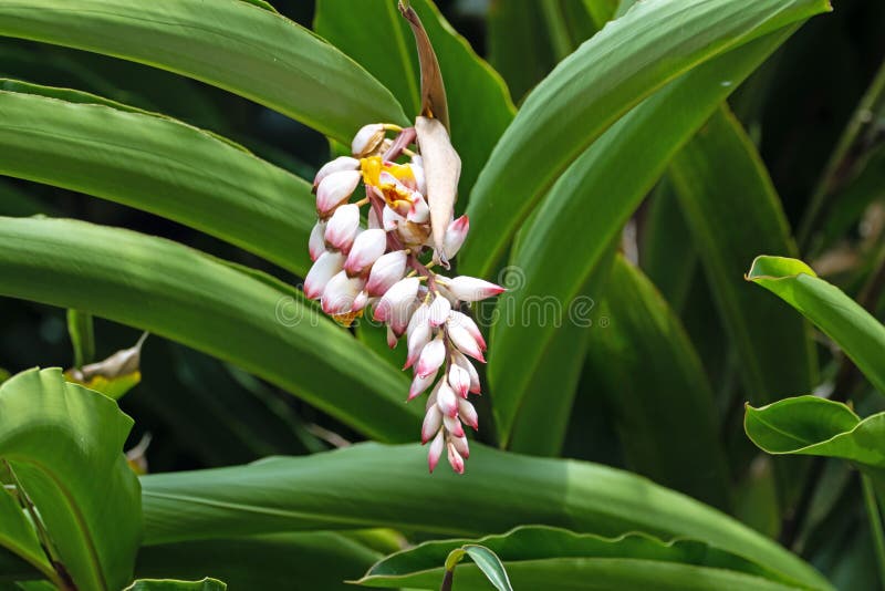 Flower of a Shell Ginger, Alpinia Zerumbet Stock Image - Image of leaf ...