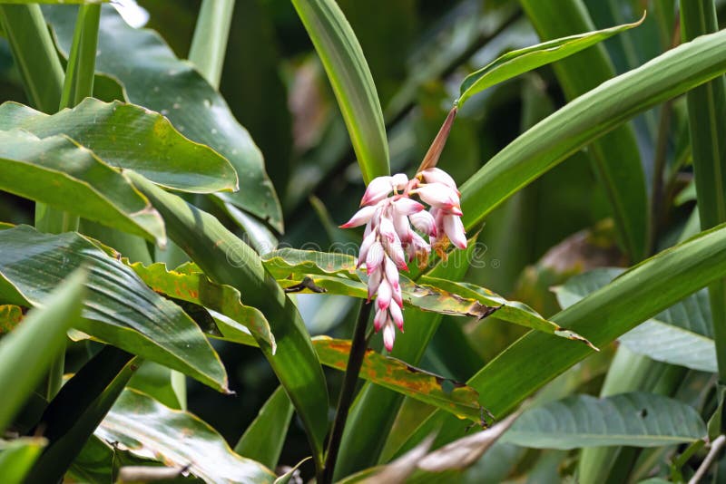 Flower of a Shell Ginger, Alpinia Zerumbet Stock Image - Image of ...
