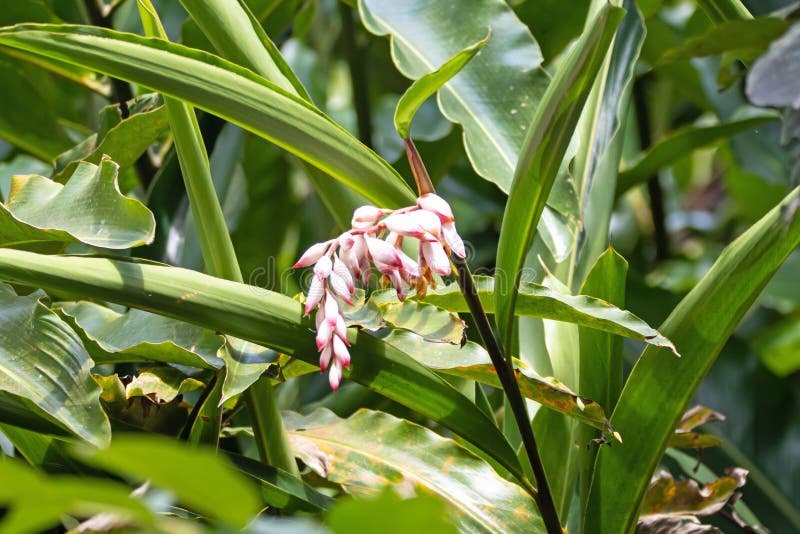 Flower of a Shell Ginger, Alpinia Zerumbet Stock Photo - Image of ...