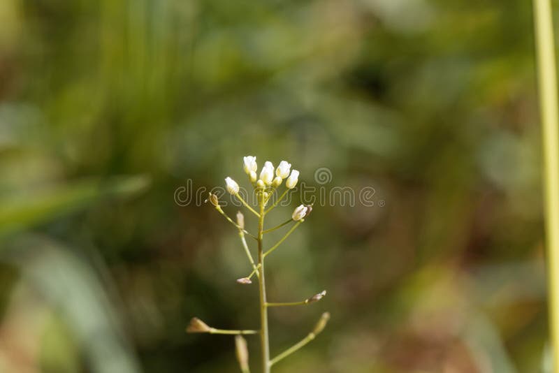 Flower of a Shepherds Purse, Capsella Bursa-pastoris Stock Photo ...