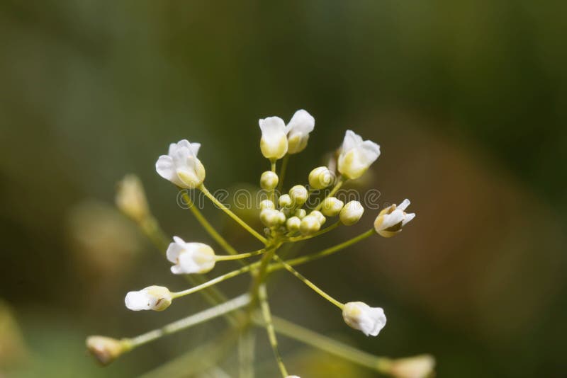 Flower of a Shepherds Purse, Capsella Bursa-pastoris Stock Photo ...