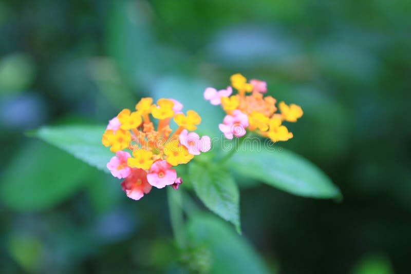 The Flower at Shing Mun Reservoir Hk Stock Image - Image of flower ...