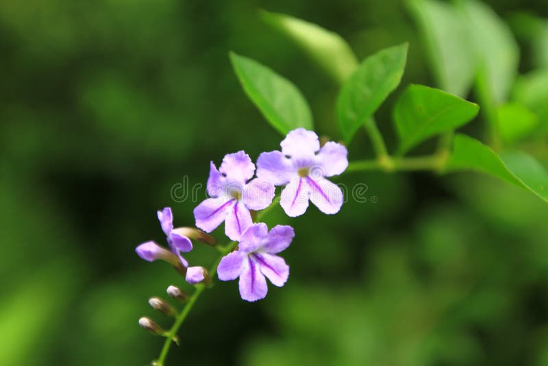 The Flower at Shing Mun Reservoir Hk Stock Image - Image of summer ...