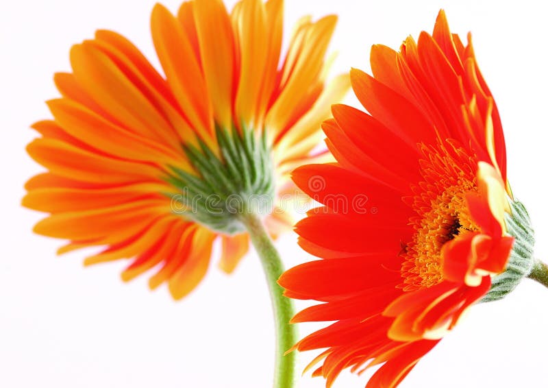 Flower stock image. Image of fashion, flora, color, decoration - 170015439