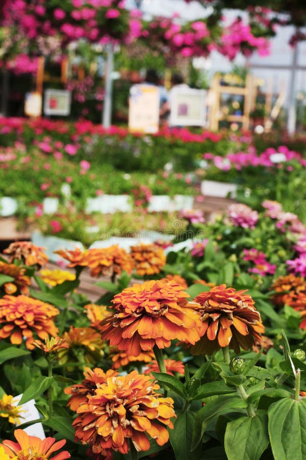 Flower shop stock image. Image of colorful, flowers, shop - 2616767