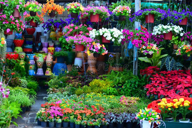 Flower Shop stock photo. Image of shop, plant, scene - 35979320