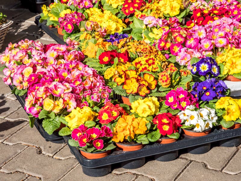 Flower shop in the spring stock photo. Image of center - 194412100