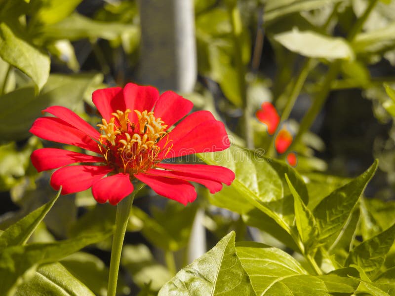 Flower Shot of the Day stock image. Image of green, flowers - 214520453