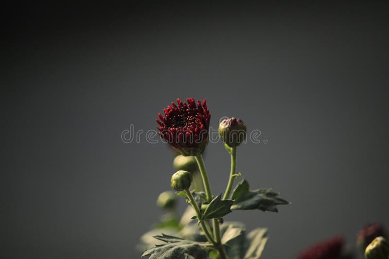 Flower shot on live ðŸŒž stock image. Image of green - 244988481