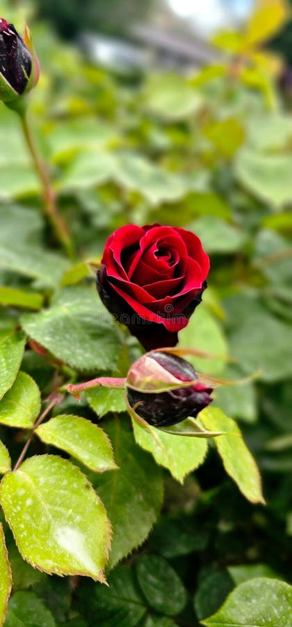 Flower Shot Natural Flowers Rose Stock Image - Image of rose, flowers ...