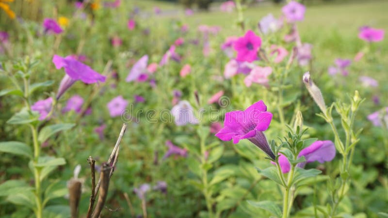 Flower Shot stock photo. Image of beauty, nice, beautyofnature - 89051318