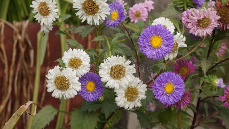 Flower Shot stock photo. Image of national, beauty, nice - 89052188