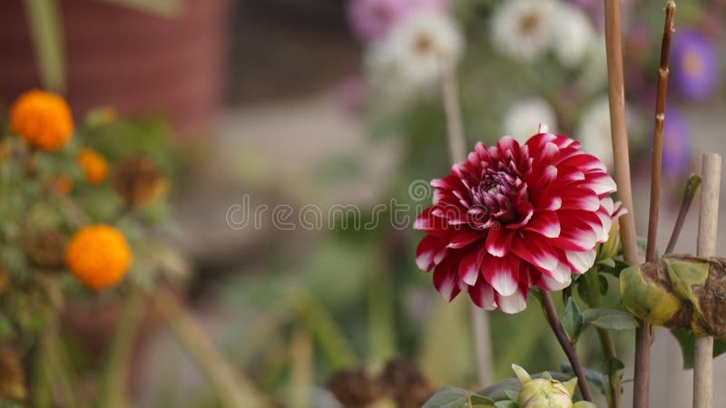 Flower Shot stock image. Image of black, nice, nature - 89052283