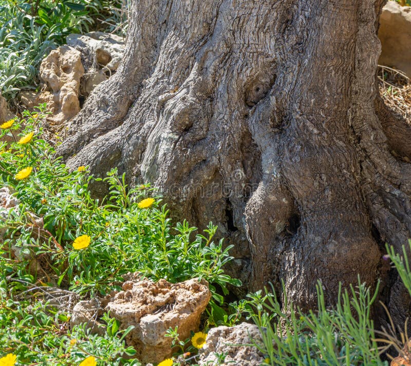 FLOWER SHOW, Century-old Tree Trunk Surrounded by Flowers in Spring ...