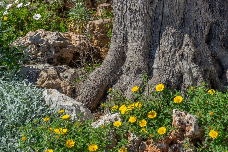 FLOWER SHOW, Century-old Tree Trunk Surrounded by Flowers in Spring ...