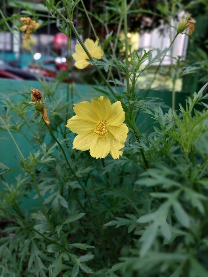 Flower at side off street stock photo. Image of side - 276917464