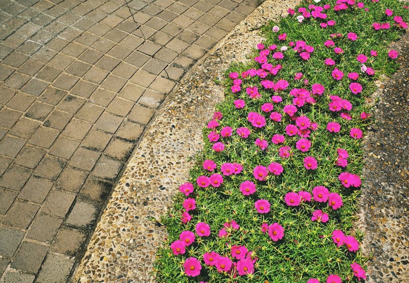 Flower On Sidewalk Royalty Free Stock Images - Image: 38500999