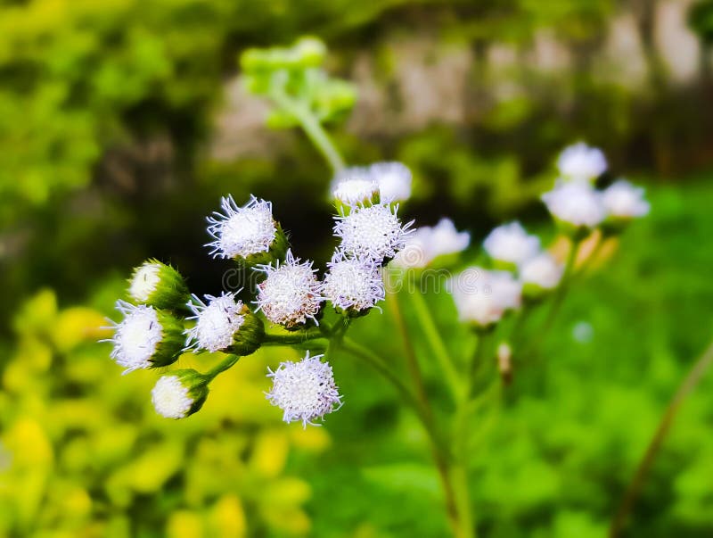Flower stock image. Image of white, purple, closeup, flower - 88669609