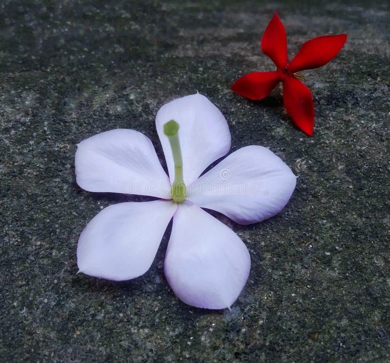 Flower Signal Challenge Stock Photos - Free & Royalty-Free Stock Photos ...