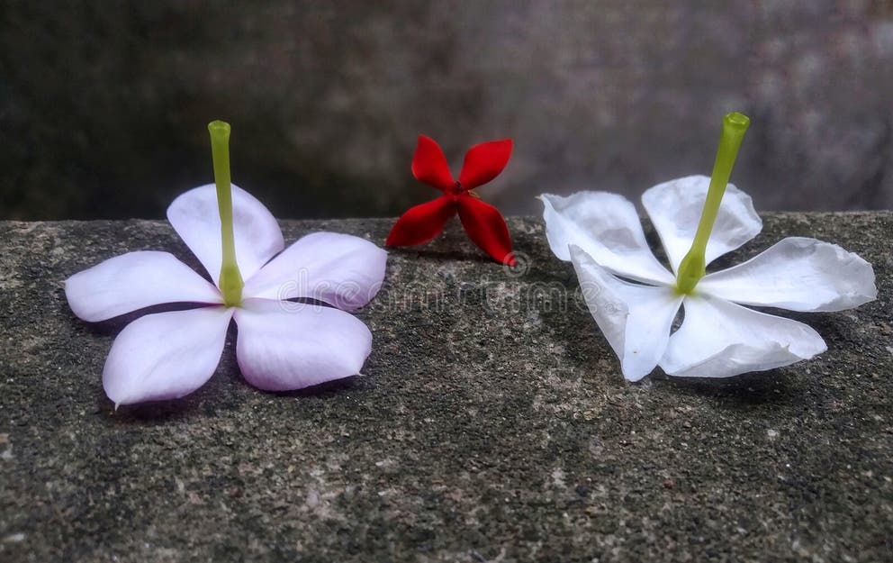 Flower signal challenge stock image. Image of natural - 254953661