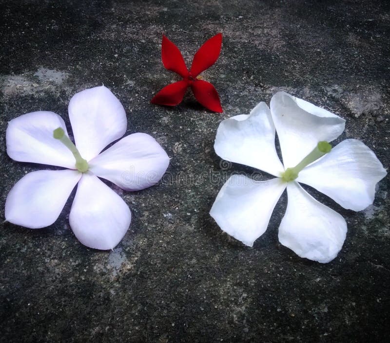 Flower Signal Challenge Stock Photos - Free & Royalty-Free Stock Photos ...