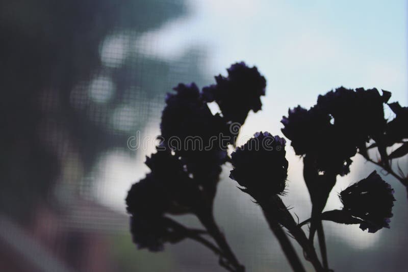 Flowersilhouette Stock Photos - Free & Royalty-Free Stock Photos from ...