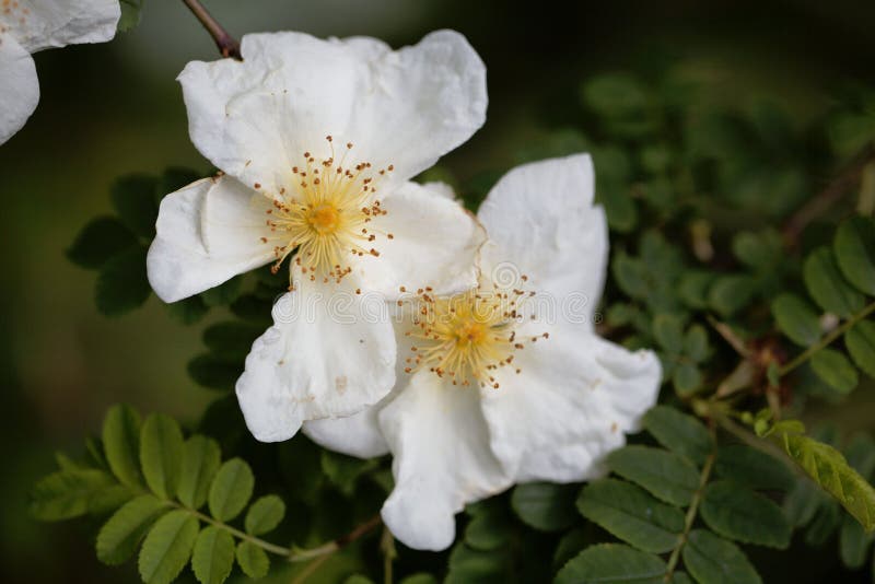 Flower of a Silky Rose, Rosa Sericea Stock Photo - Image of blooming ...