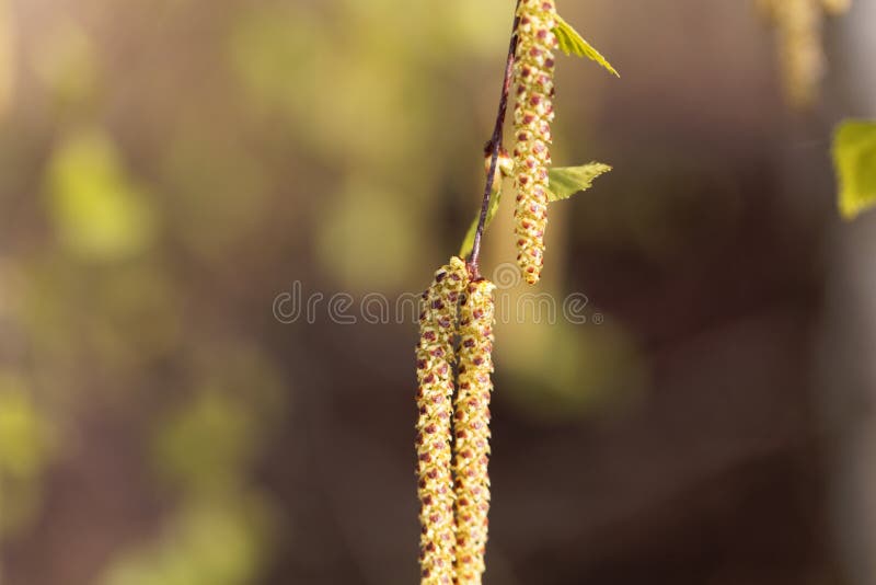 Flower of a Silver Birch Tree Stock Image - Image of birch, closeup ...