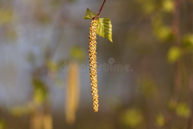 Flower of a Silver Birch Tree Stock Photo - Image of golden, branch ...
