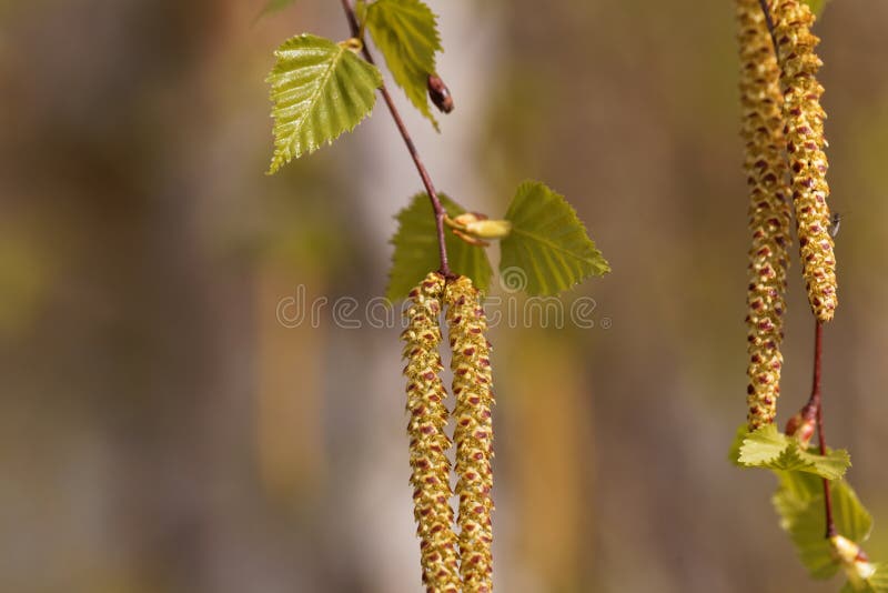 Flower of a Silver Birch Tree Stock Image - Image of detailed, green ...