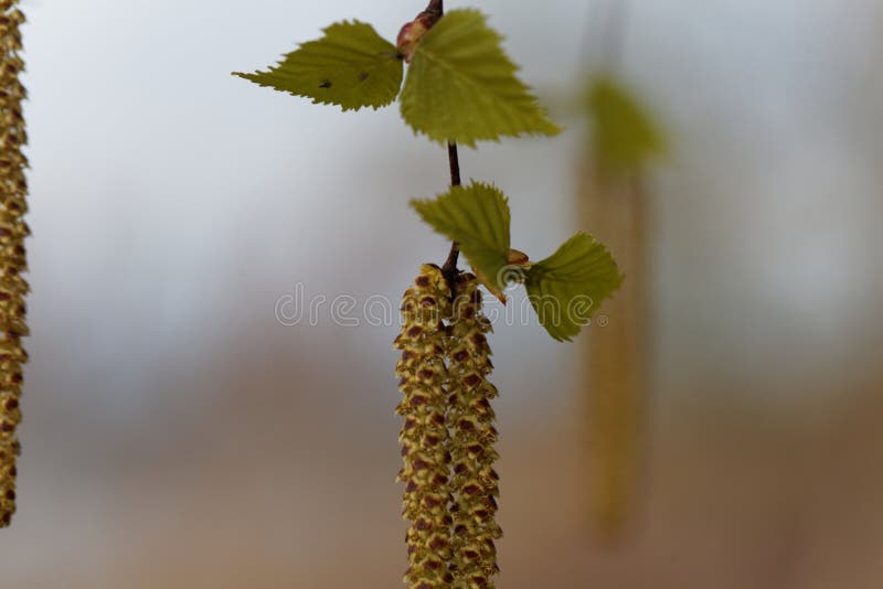 Flower of a Silver Birch Tree Stock Photo - Image of golden, branch ...