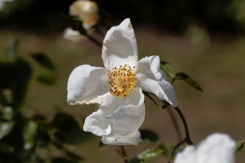 Moon Rose Flower, Abstract Love Symbol Stock Image - Image of cover ...