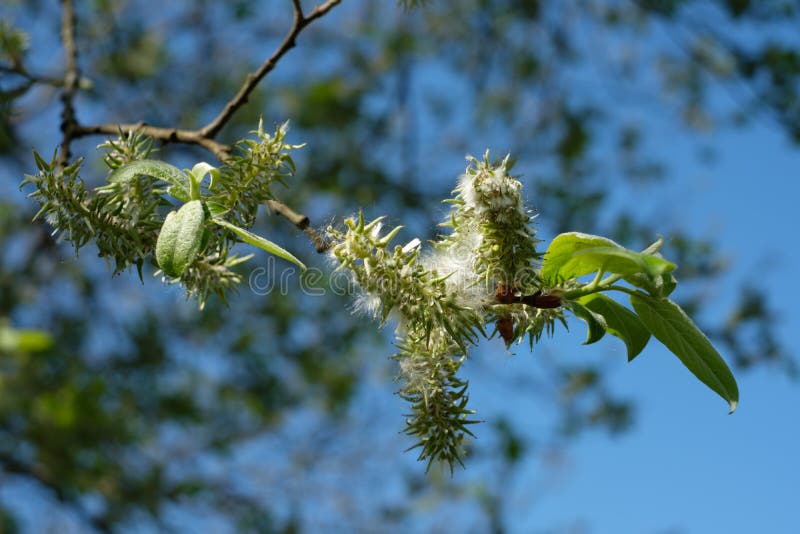 Flower of a Silver Willow Tree Stock Image - Image of plant, alba ...