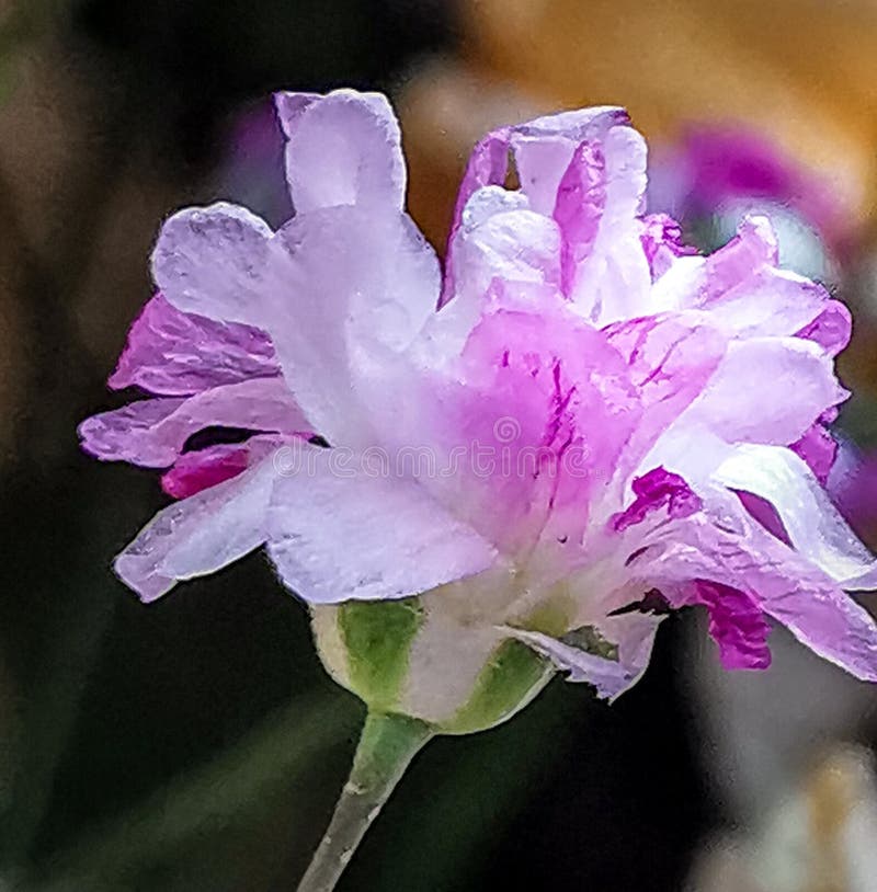 Flower Single Close Up Beautiful Nature Collection Stock Photo - Image ...