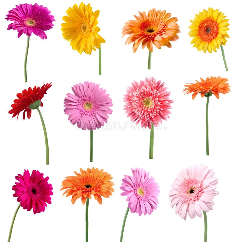 Flower stock photo. Image of flower, gerbera, isolated - 62440848