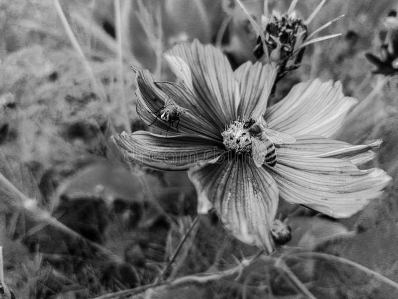 Flower stock image. Image of white, monochrome, grass - 230567665