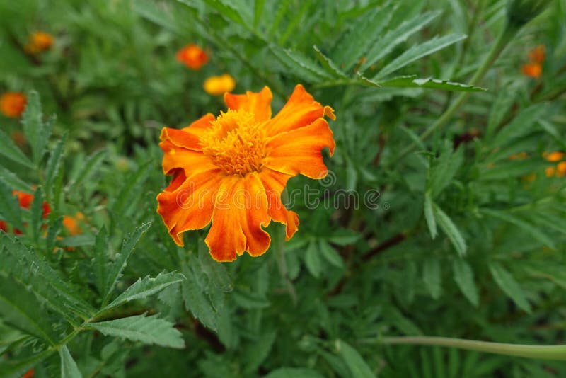 A Flower of Single Orange Tagetes Patula in July Stock Image - Image of ...
