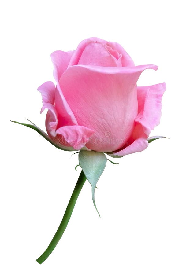 Flower Single Pink Rose Isolated. Jpg, PNG Files. Stock Photo - Image ...