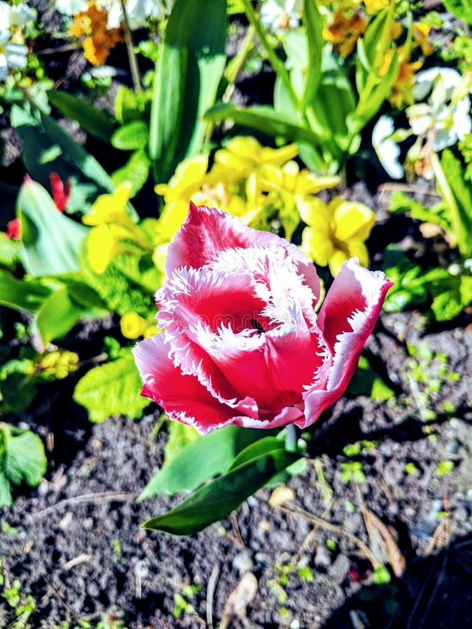 Flower stock photo. Image of nature, flower, outside - 94284184