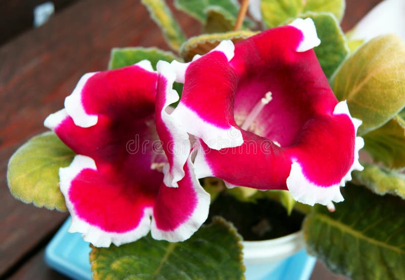 Sinningia Speciosa (Florist's Gloxinia) Stock Photo - Image of green ...