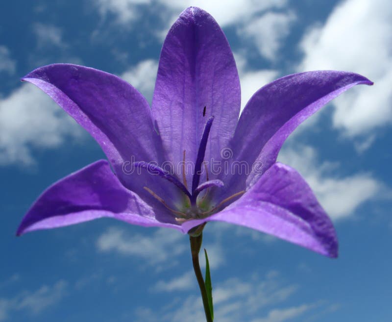 Flower, Blue, Sky, Flora Picture. Image: 134930476
