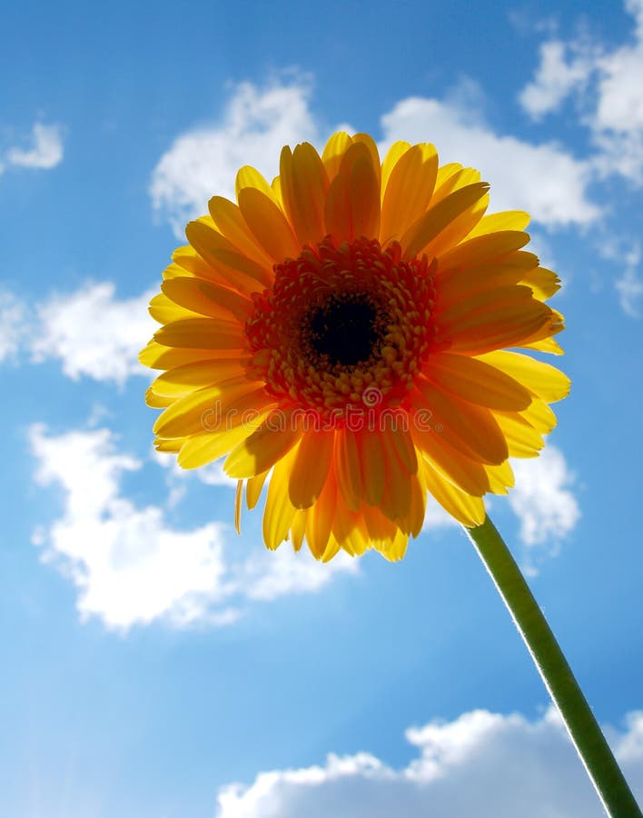 Flower and sky stock image. Image of detail, beautiful - 9770823