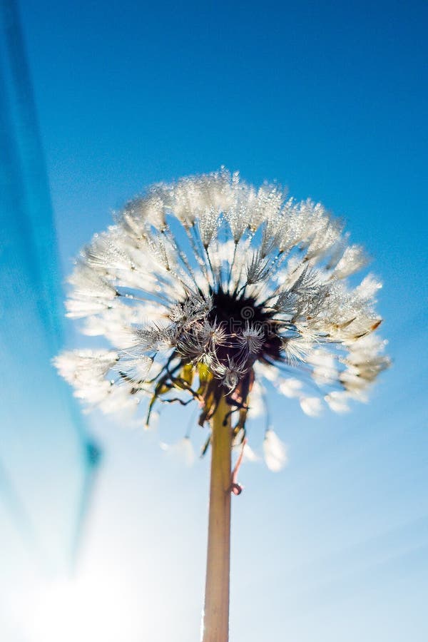 Flower, Sky, Blue, Dandelion Stock Image - Image of dandelion, blue ...